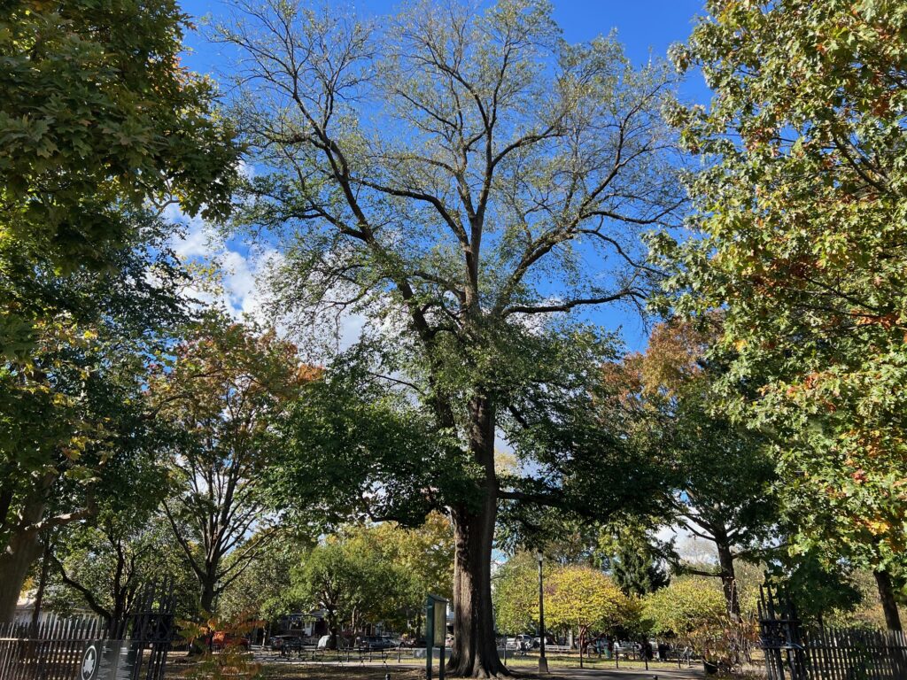 Amersfort and Marine Parks - Latest Additions to NYC Parks “Great Trees ...